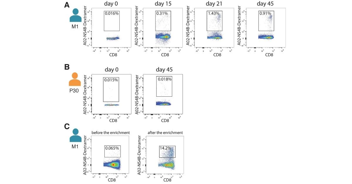 Capturing Primary and Secondary Anti-Yellow Fever Vaccine Response to ...