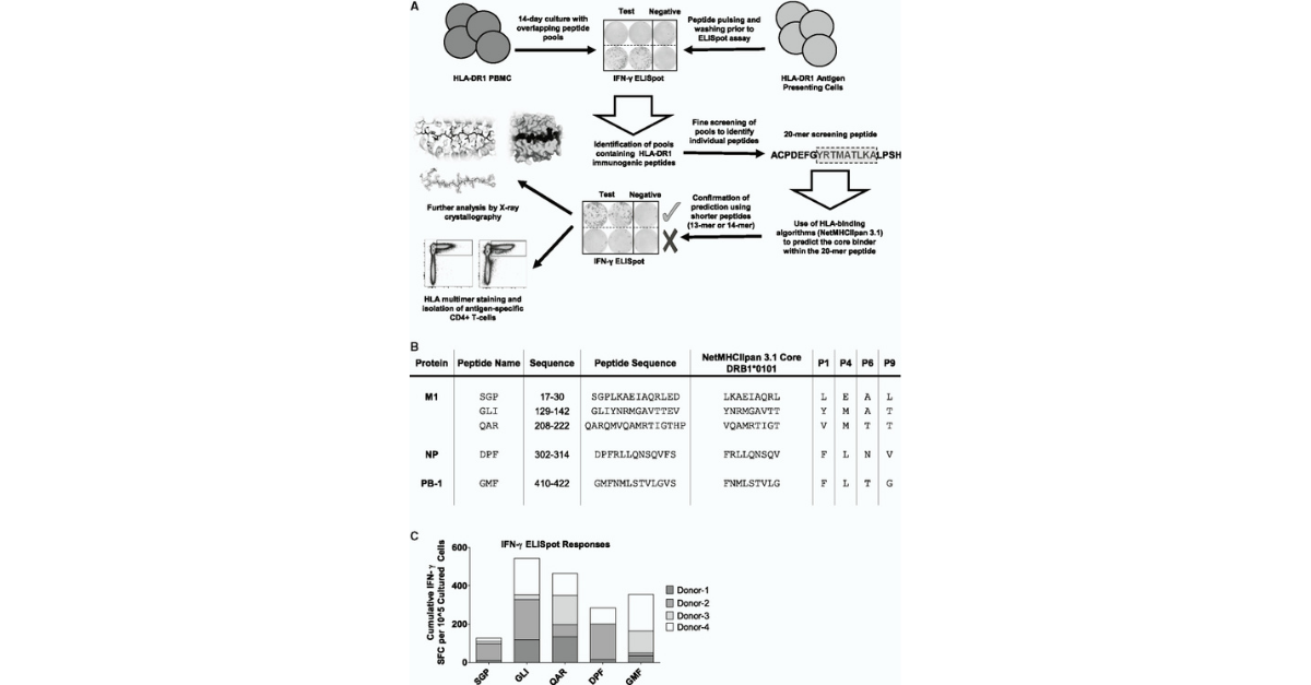 Identification of Epitopes that Pose as Attractive Targets for ...