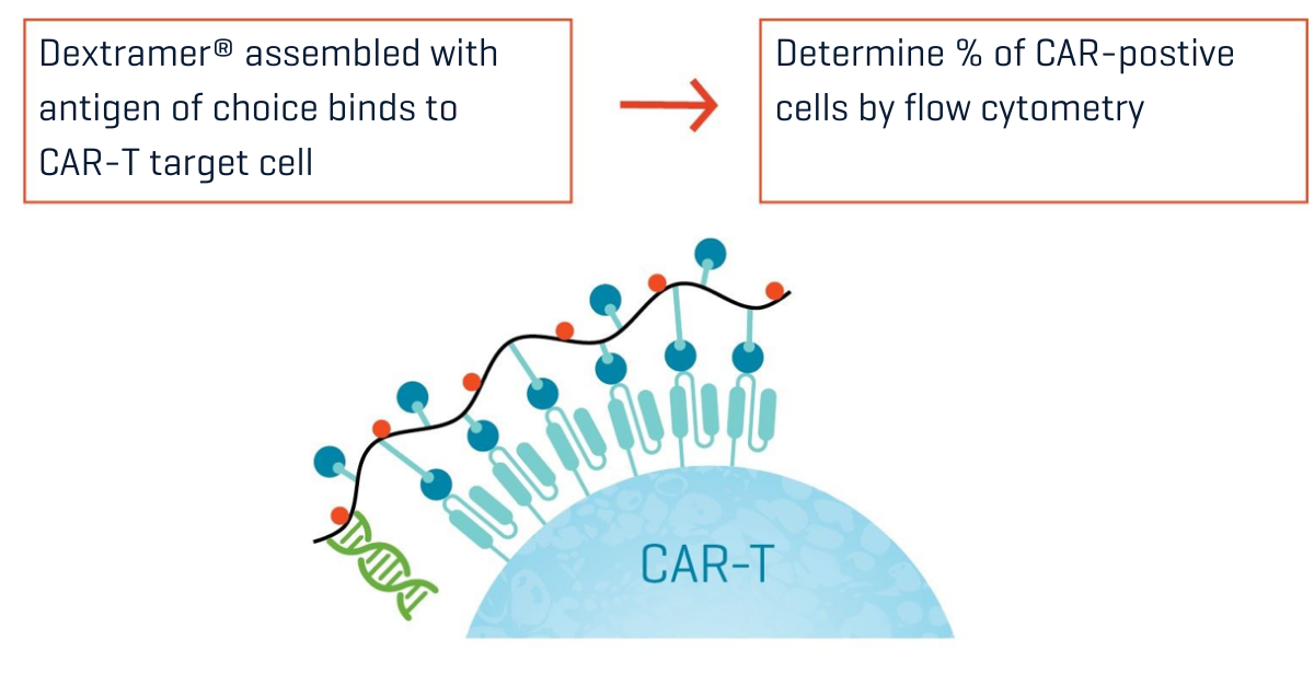 CAR-T Staining Reagents | Immudex