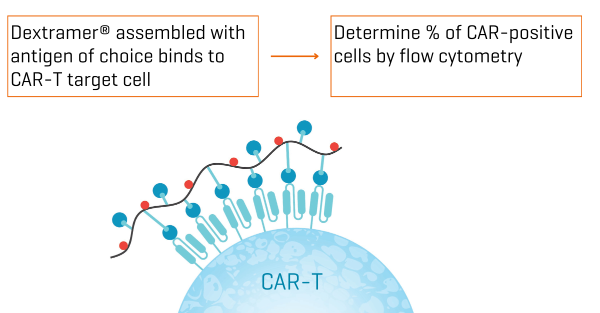 CAR-T Staining Reagents | Immudex