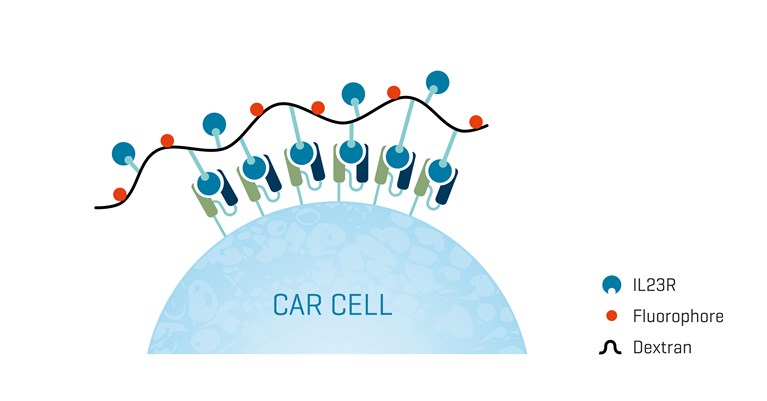 Navigating FDA Guidelines for CAR T Cell Therapy | Immudex