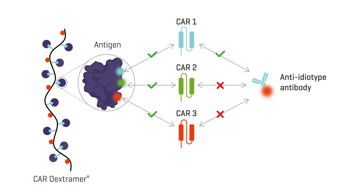 5 Tips for the Optimal Detection of CAR-T cells | Immudex